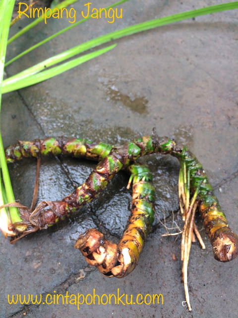 Bentuk tanaman Jangu ~ Cintapohonku