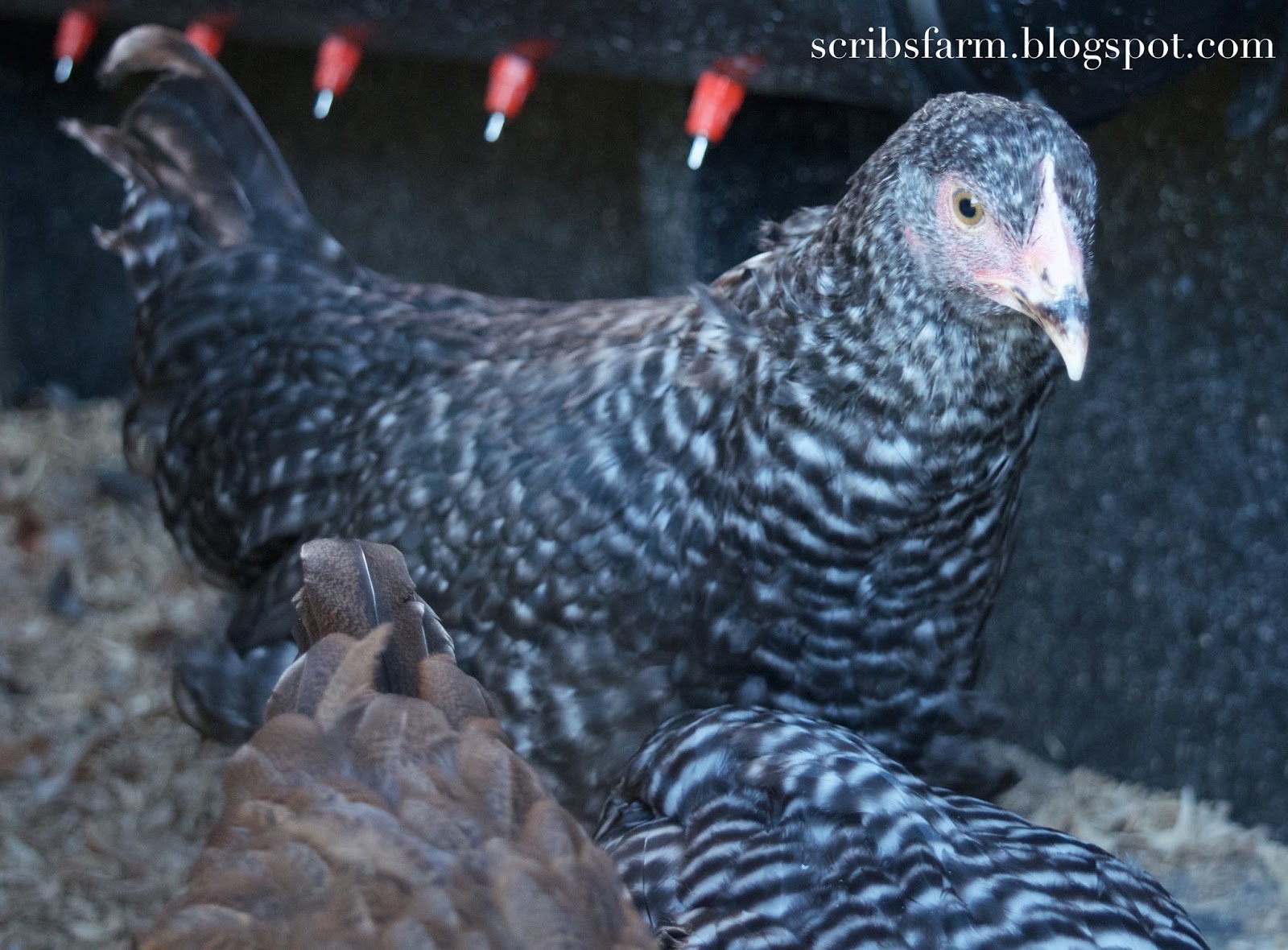 Scribs farm: Chickens are 14 weeks! I think? Nope... 13 weeks!