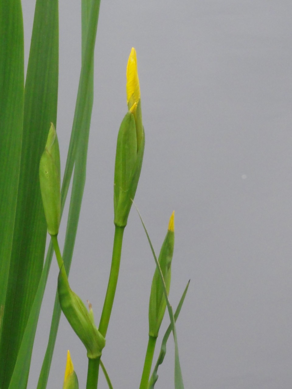 God is in de stilte: Lisdodde