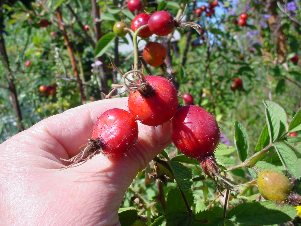 Garden of Discovery: June 2011