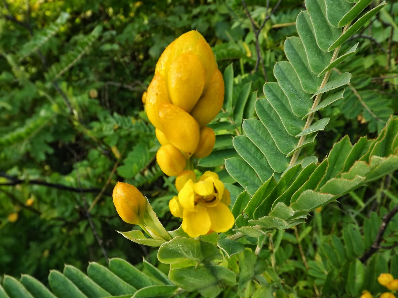 Fabaceae - Leguminosae: Fabaceae - Senna aculeata (Pohl ex Benth.) H.S ...