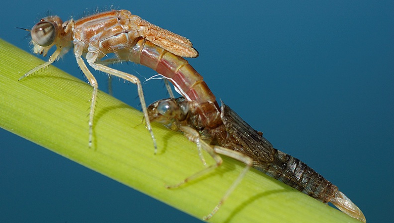 Artrópodos: crecimiento y muda del tegumento - Biología