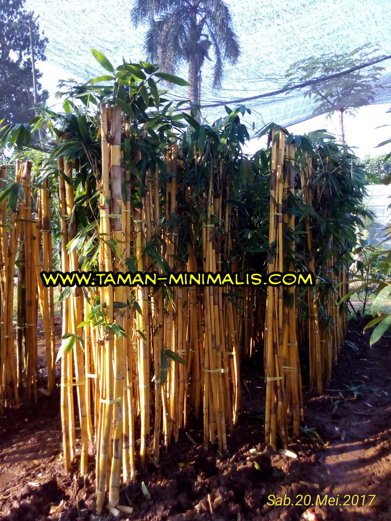 Jual pohon bambu kuning | harga pohon bambu | aneka tanaman bambu ...