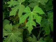 Olodumare: Hierbas de Obatalá