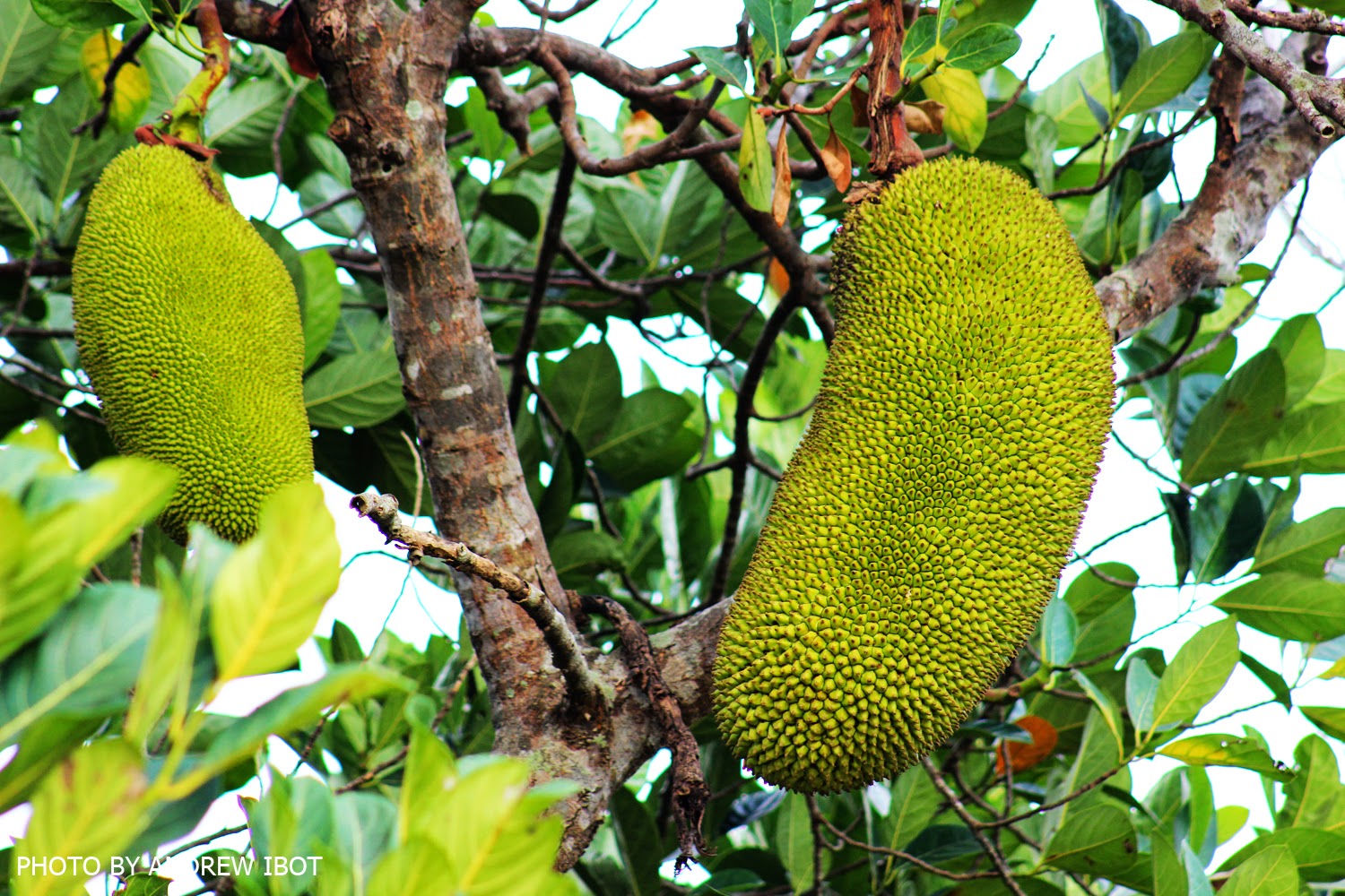 Ako si ANDREW IBOT!: Langka ( Artocarpus heterophylla Lmk)