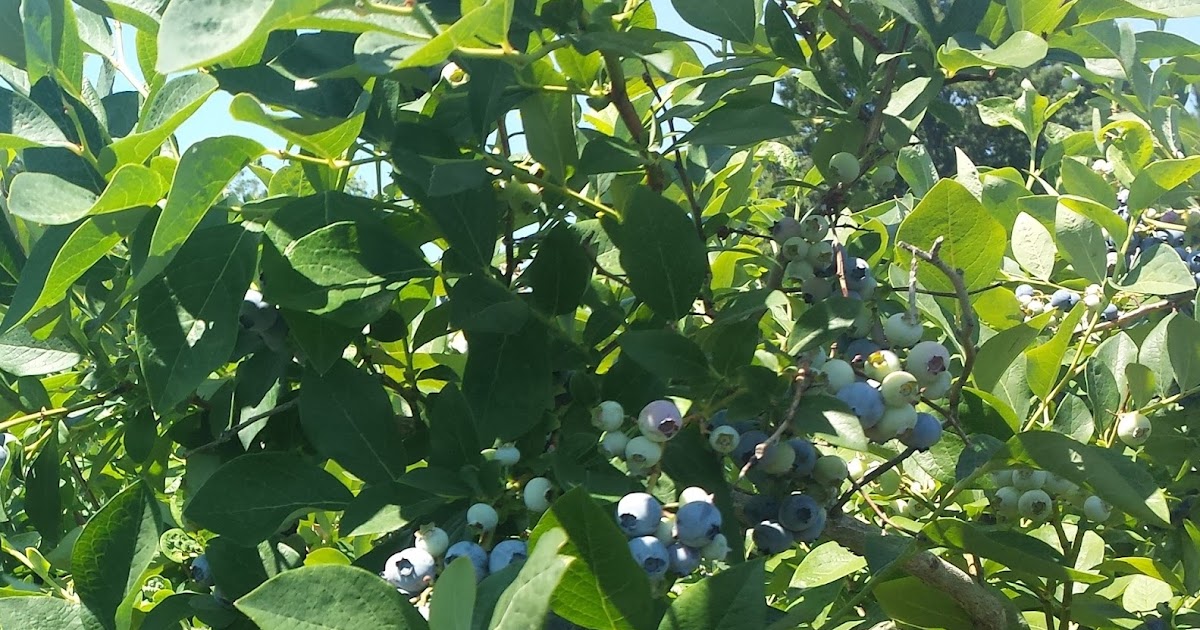 Blog Monadnock: Blueberries are Abundant in the Monadnock Region