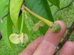 AGROCIENCIA PANAMENSIS: GENEROS DE ANONACEAS DE AMERICA TROPICAL