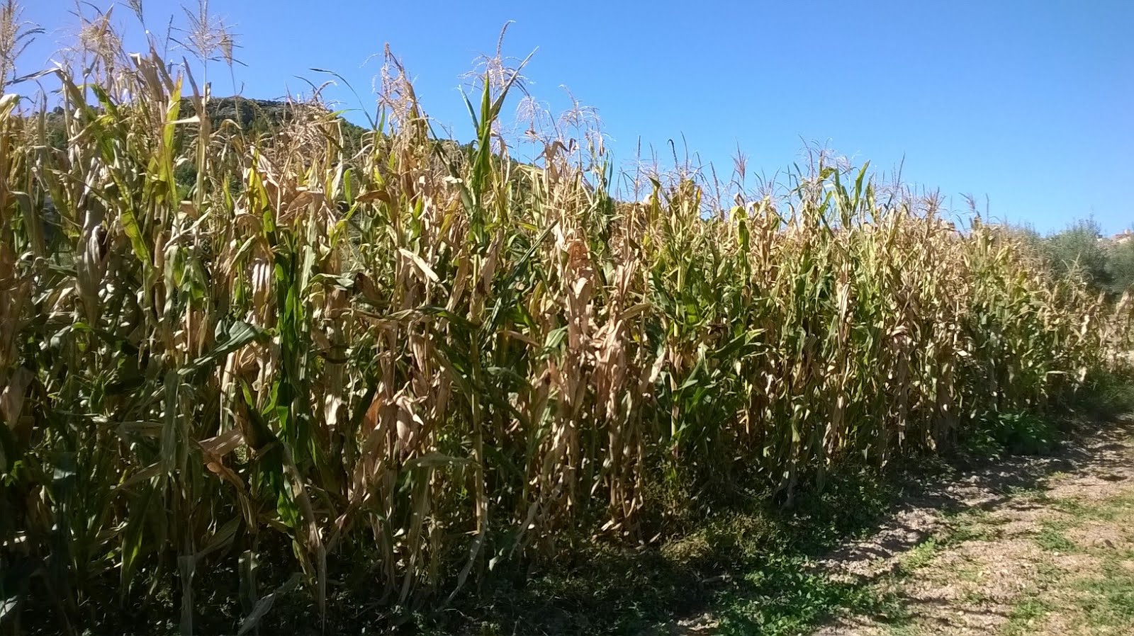 La vida entre rocas: Panizo