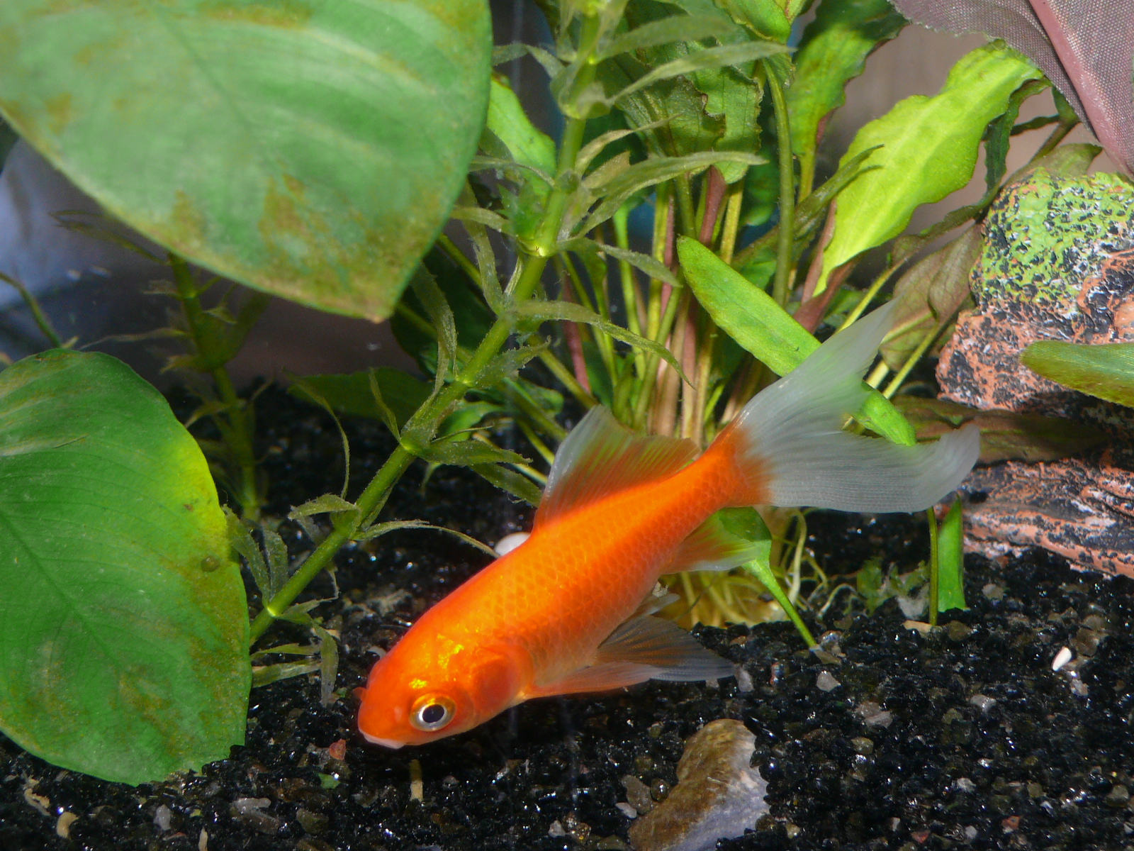 Les trouvailles de Violaine: Adopter un poisson rouge