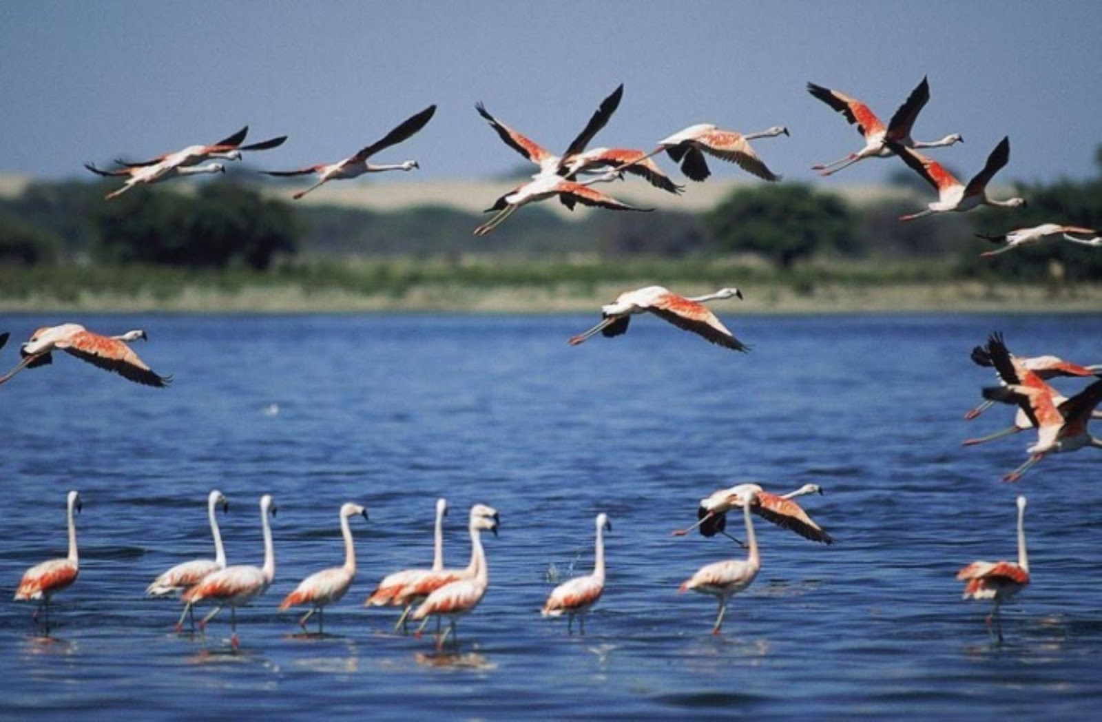 PLAAN : Parihuana o Flamenco - Phoenicopterus chilensis