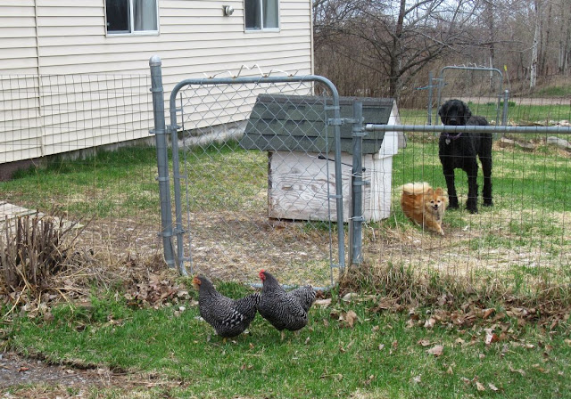 Windswept Adventure: Cleaning The Chicken Room