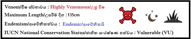 Sri Lankan Krait/මුදු කරවැලා (Bungarus ceylonicus-Günther, 1858)