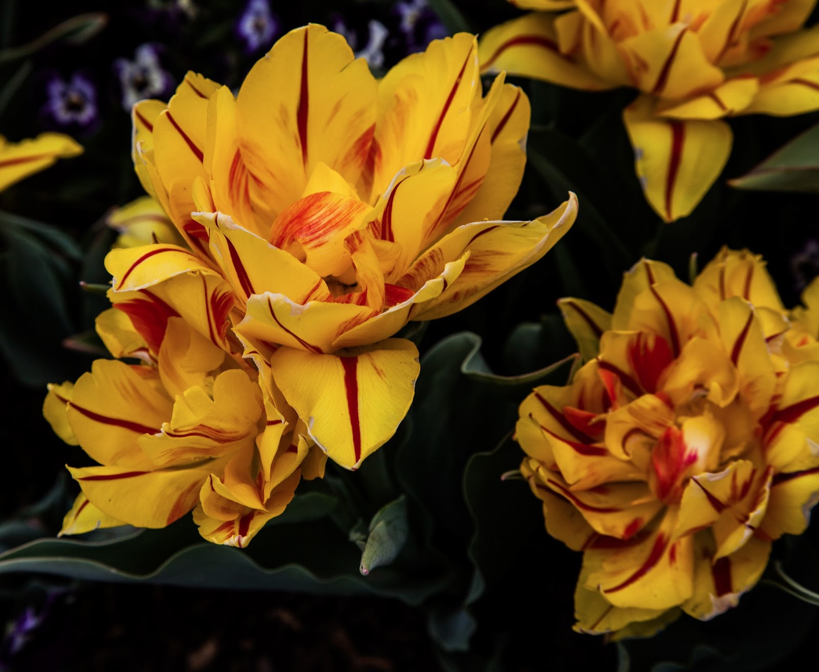 Walking Arizona: Fancy Tulips