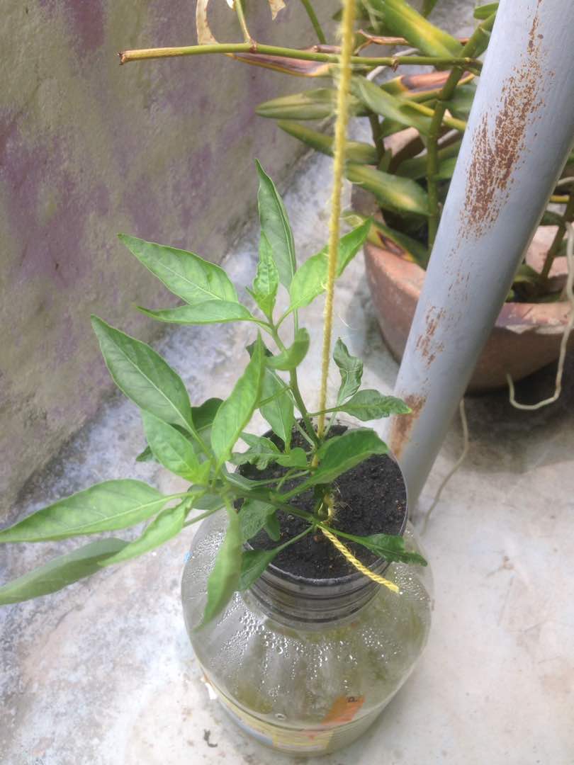 Jom Tanam Sayur ( JTS ) : Cili Api Akar dan Bara HidroponikJom Tanam ...