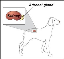 Symptoms of adrenal gland in dogs - etpask