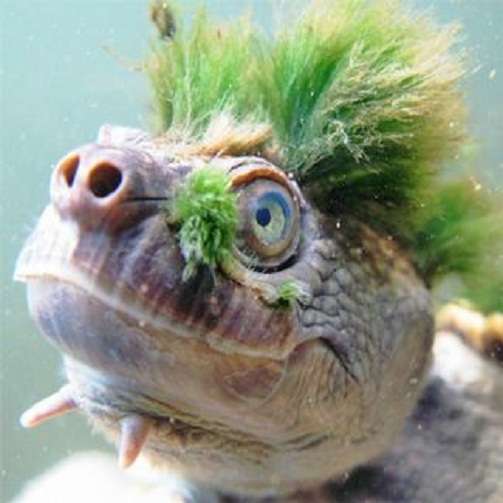AJORBAHMAN'S COLLECTION: Mary River turtle (The Green Hair Turtle)