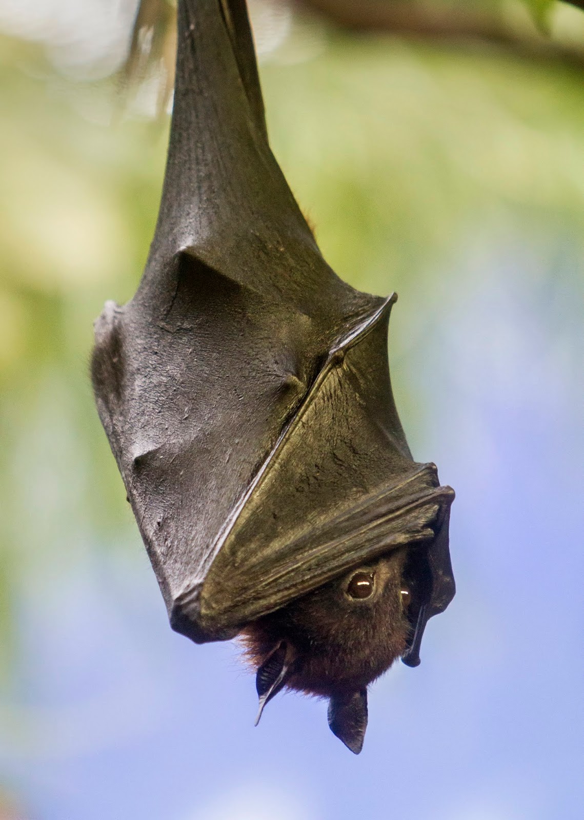 Indian Flying Fox Face
