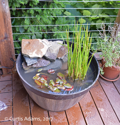 Native Plants with Adams Garden: Building a Container Water Garden