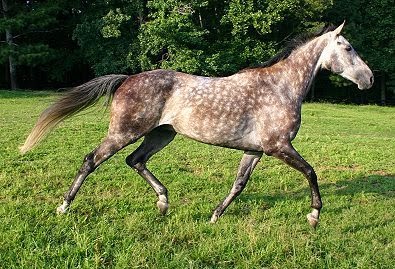 La hipica Alba Isra: capes i pelatges dels cavalls