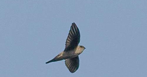 Indian swiftlet | Birds of India | Bird World