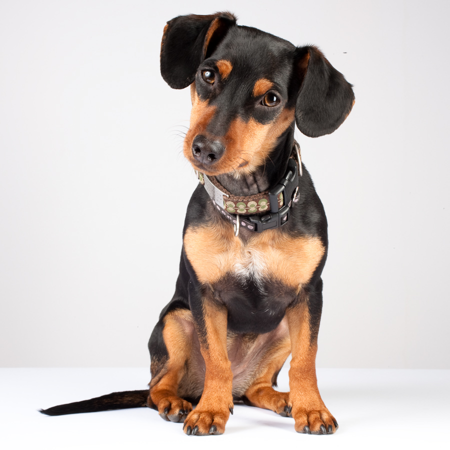 Picture Of A Dachshund: Dachshund Min Pin Mix