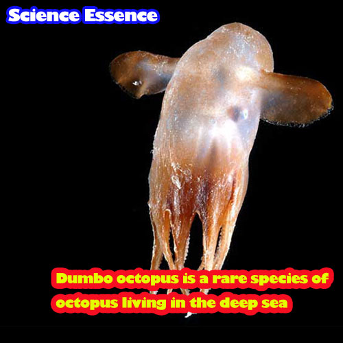 Science Essence: Dumbo octopus is a rare species of octopus living in ...