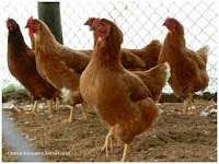 FLORA Y FAUNA EN LA REGION DE SINALOA: LO MAS IMPORTANTE DE LA FAUNA EN ...