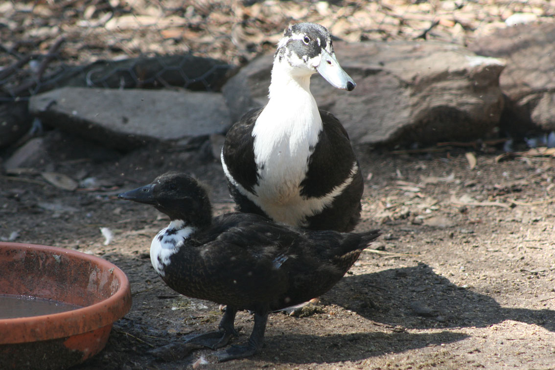 The Duck Hilton: Munchkin Duck!!