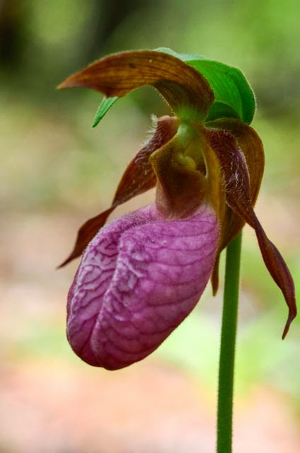 SAPS-NCGA: Panthertown Valley hike with Dan Pittillo