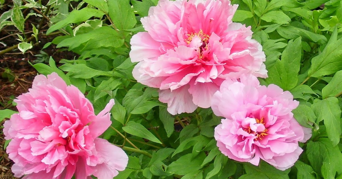 Talking to Plants: Japanese Tree Peonies and Your Grandmother's Peonies