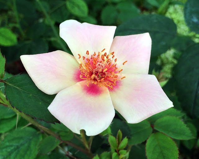Rose Hybridizing: Random 2015 Seedlings