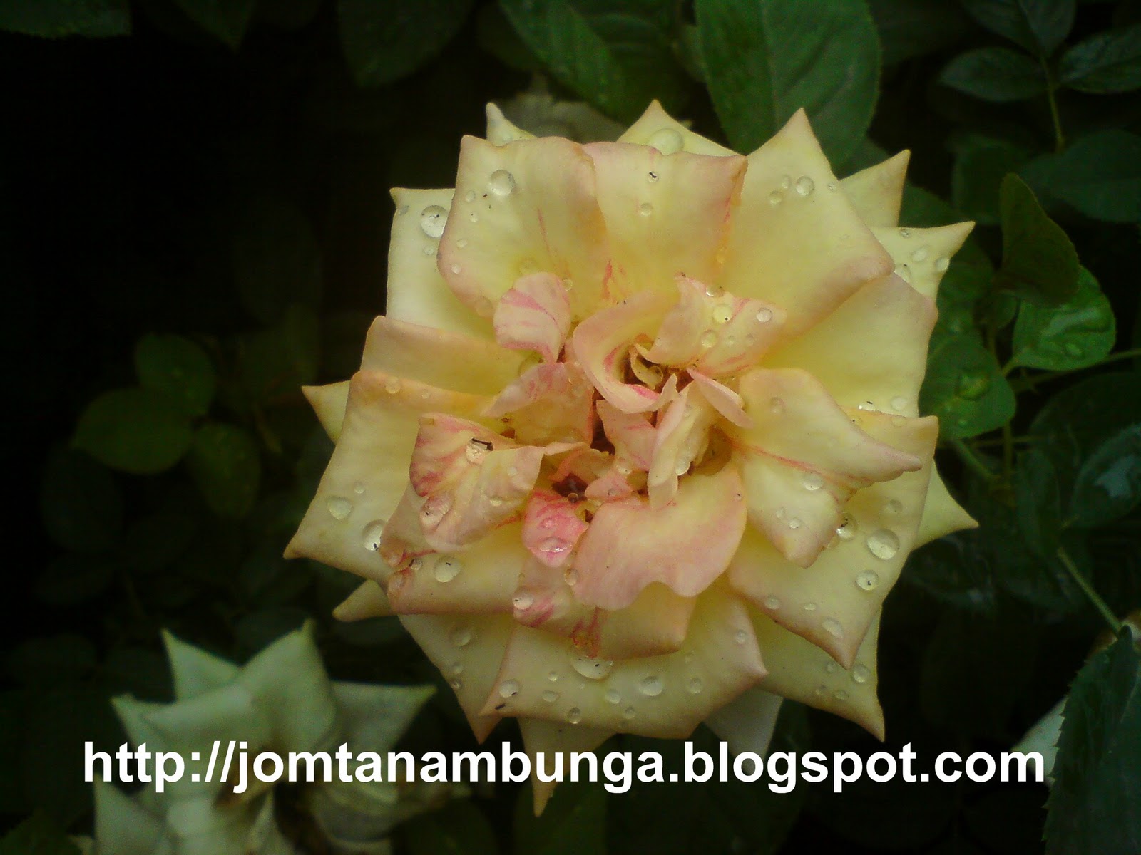 Jom Tanam Bunga: Bunga Ros Si Bunga Popular