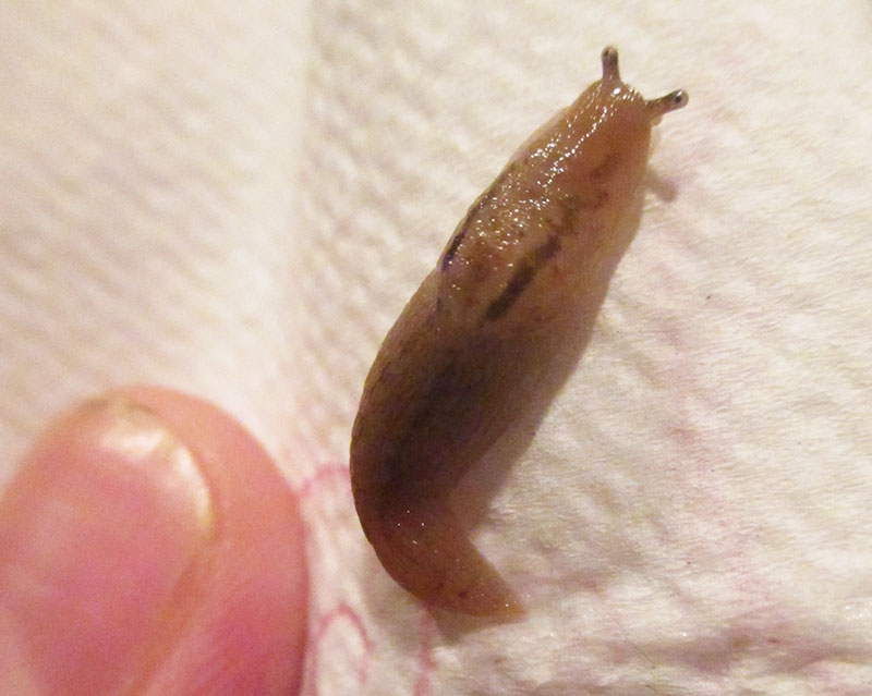 I just found a slug on top of my tank! | The Planted Tank Forum