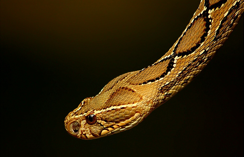 Snakes of India: Russell's Viper