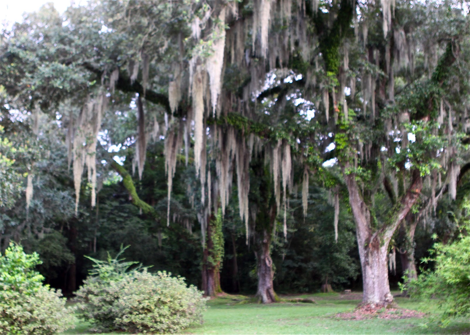 Sweet Southern Days: Mississippi River Road: The Myrtles and Rosedown ...