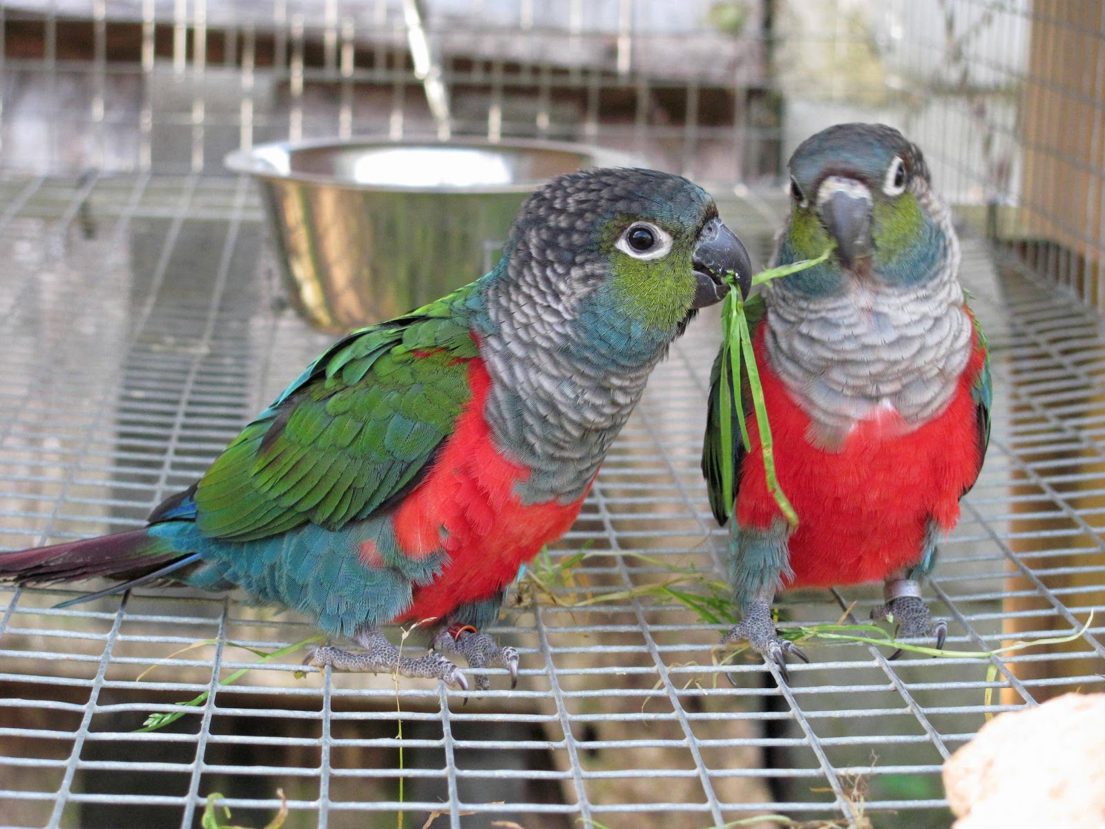 stam 376H: pyrrhuras perlata