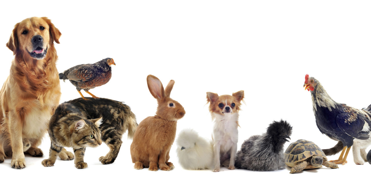 Seleccione el animal doméstico adecuado para su familia | Best Friends ...