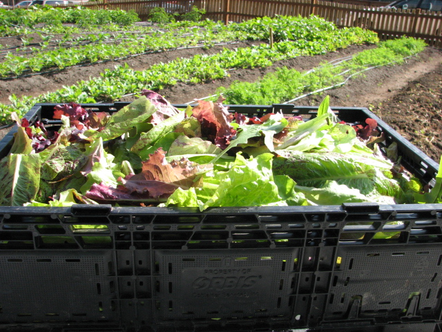 Harvests Begin at the Seattle Community Farm - Solid Ground