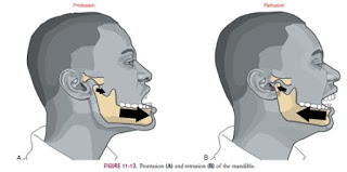 FISIOTERAPIA Y MOVIMIENTO CONCIENTE: The osteokinematics of the mandible