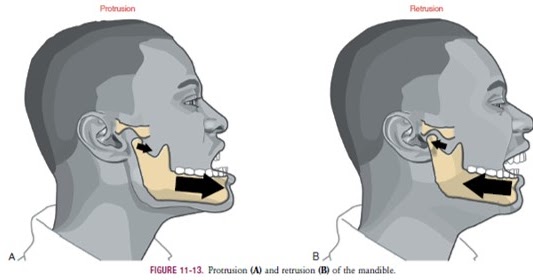 FISIOTERAPIA Y MOVIMIENTO CONCIENTE: The osteokinematics of the mandible