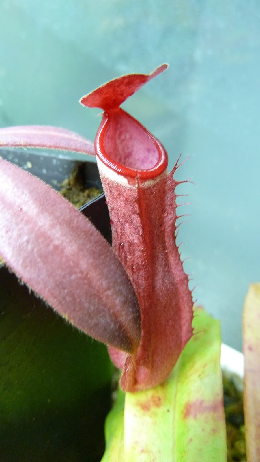 Hooray! Plants!: A Few Nepenthes Photos