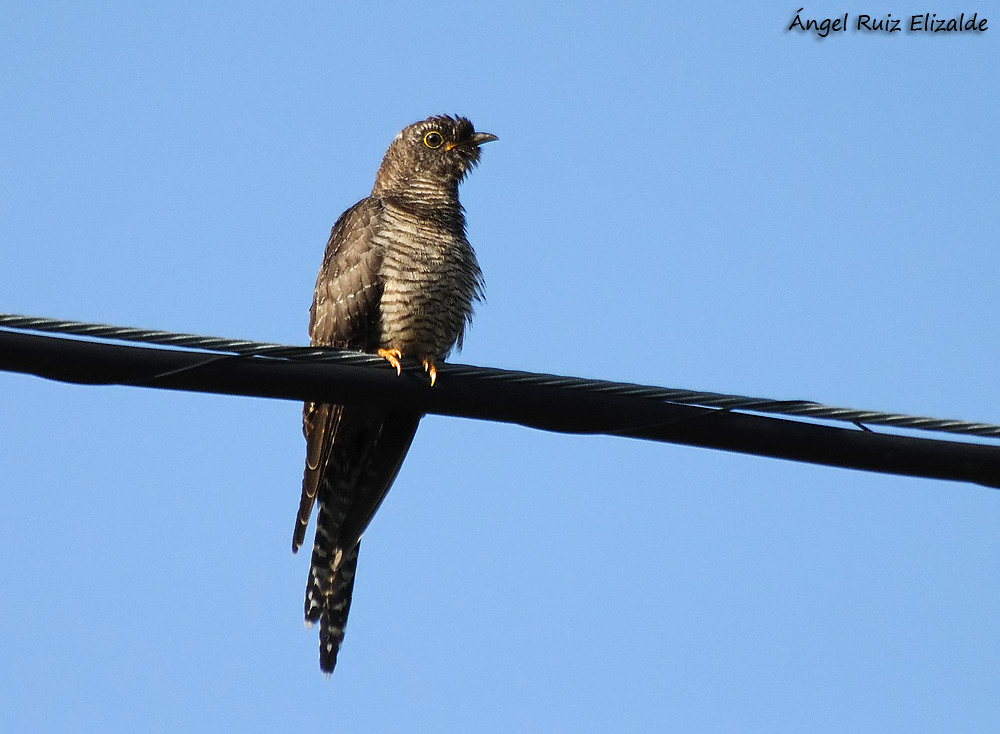 Aves de la Ría de Ajo: agosto 2011