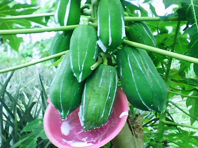 Papain Enzyme Benefits ~ Green Papaya