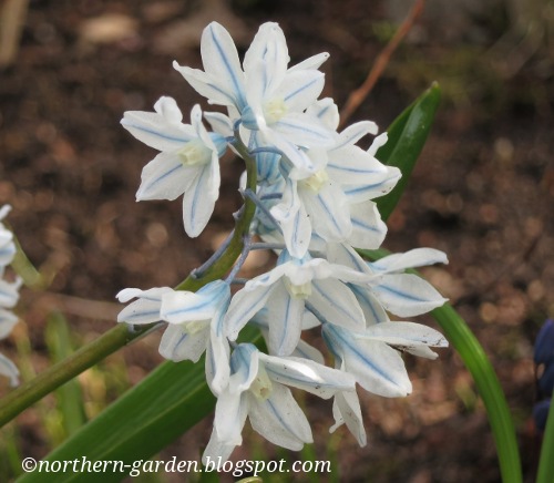 Nadezda's Northern Garden : Vernal Flowers: What to Choose?