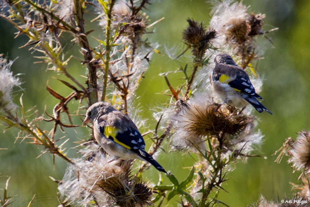 Delta Dunării, surprinsă din goana bărcii (14-17 septembrie 2013 ...