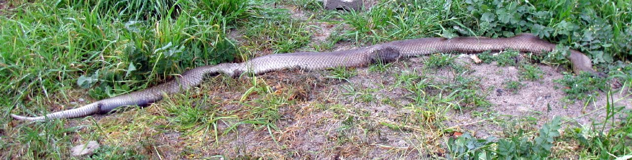 Wally's Blog: Mole-snake killed
