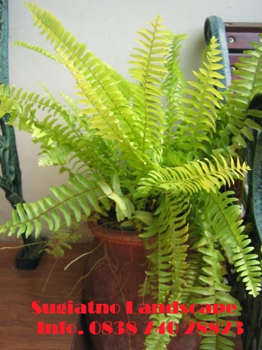 Pakis | pakis kelabang | Agen tanaman di jakarta | Tukang Taman