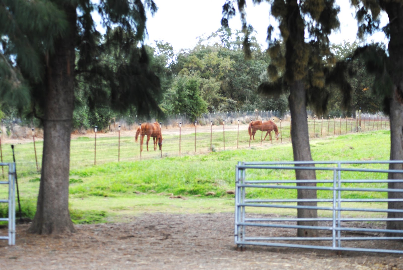 Adventures through Photography: Gibson Ranch Visit ~~ October 25, 2014