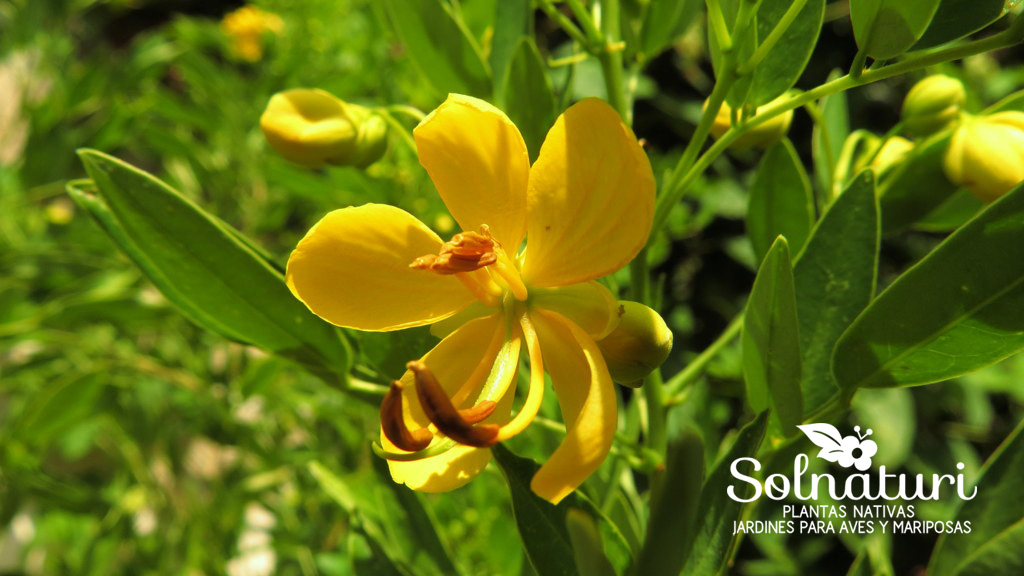 Plantas Nativas de Buenos Aires y alrededores: Senna corymbosa - Sen ...