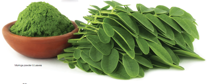 T&T Health and Fitness : Moringa AKA Saijan